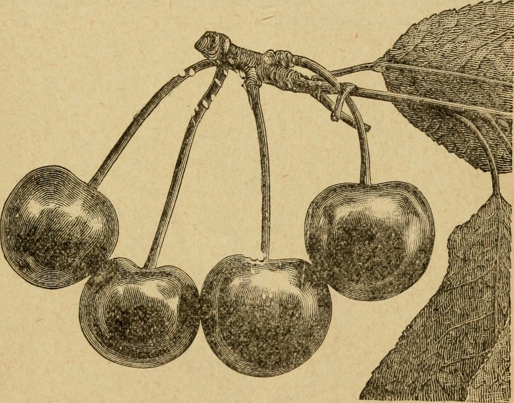 Origins of Fruit Culture - Give Fruit a Chance